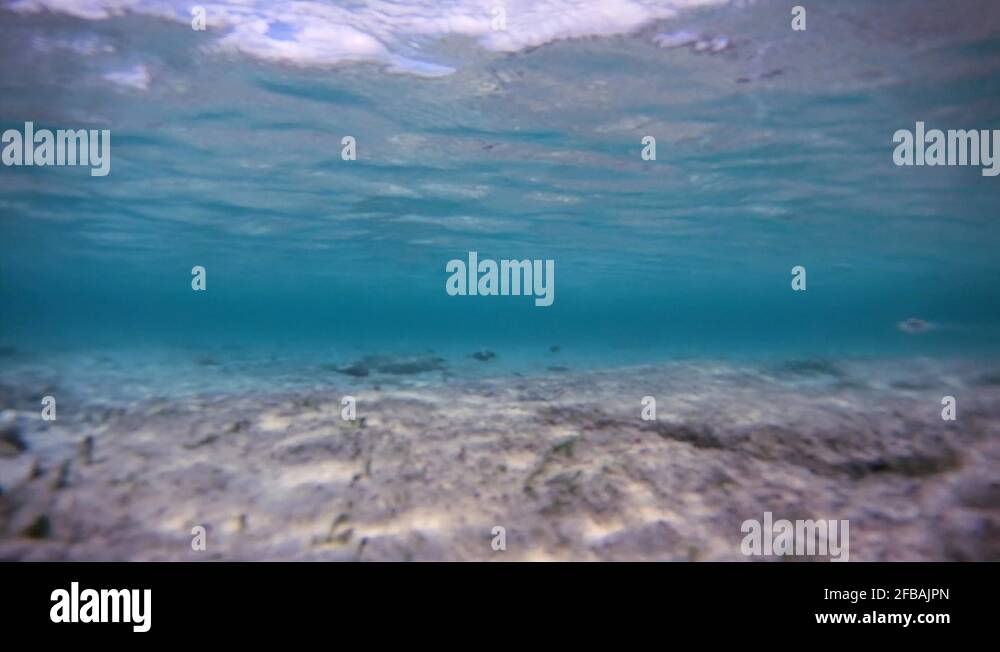 Swim like a fish Stock Videos & Footage - HD and 4K Video Clips - Alamy