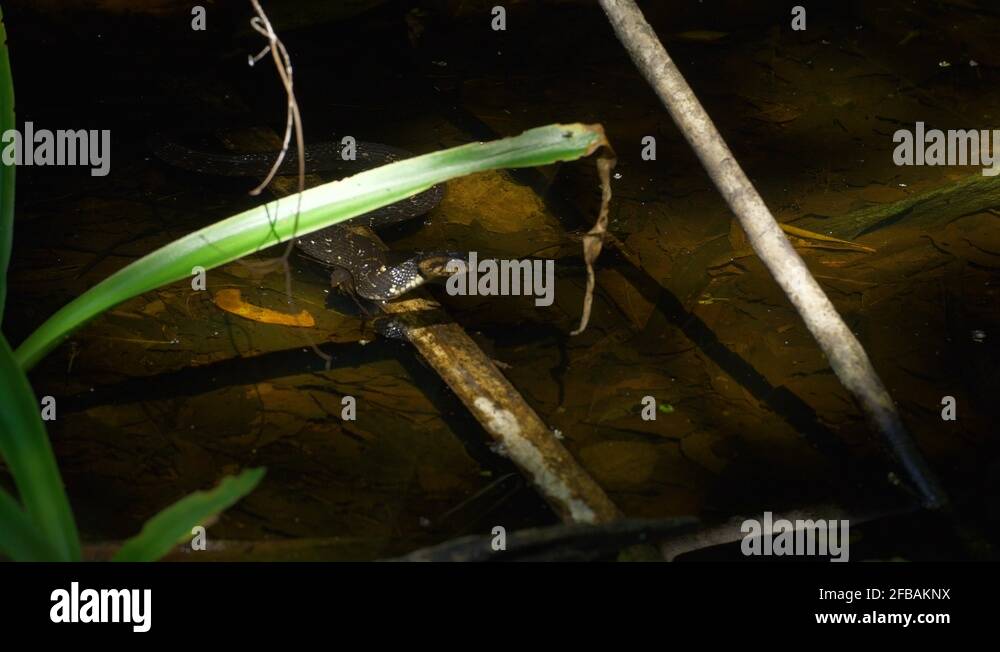 Young Banded Water Snakees in water from left to right, smelling as it ...