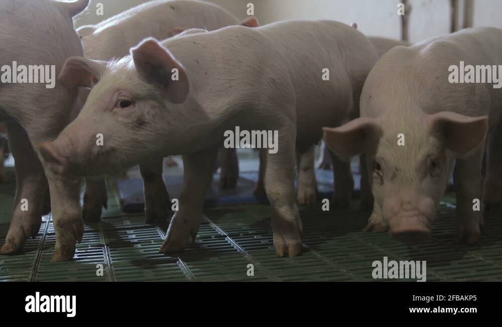 Piglet keeping Stock Videos & Footage - HD and 4K Video Clips - Alamy