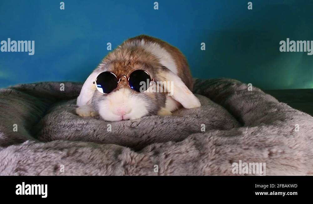 Animal funny cute Stock Videos & Footage - HD and 4K Video Clips - Alamy