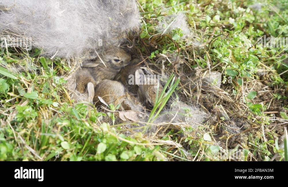 Wild bunnies Stock Videos & Footage - HD and 4K Video Clips - Alamy
