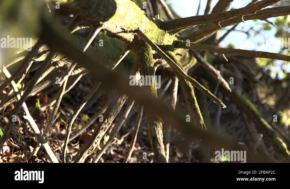 Tree in decomposition Stock Videos & Footage - HD and 4K Video Clips - Alamy