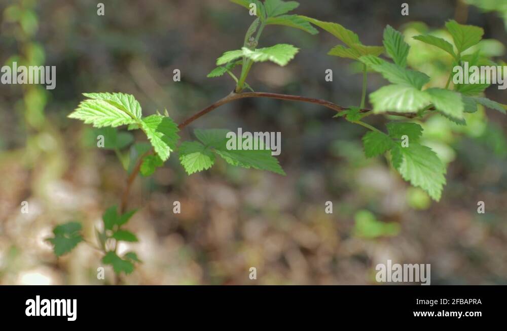 Beech tree with young leaves Stock Videos & Footage - HD and 4K Video ...