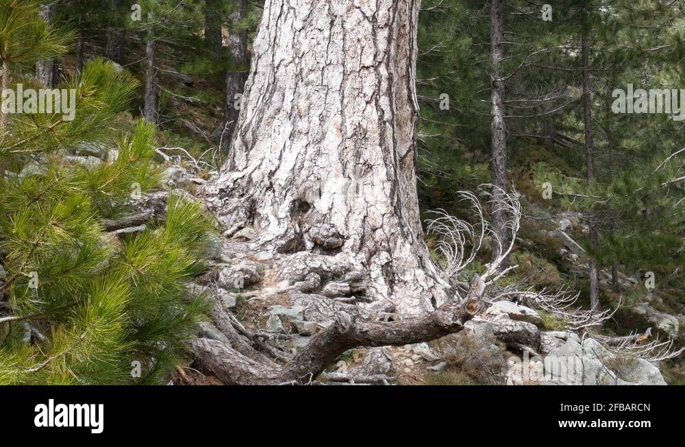 Austrian pine tree european black pine tree pinus nigra tree Stock ...