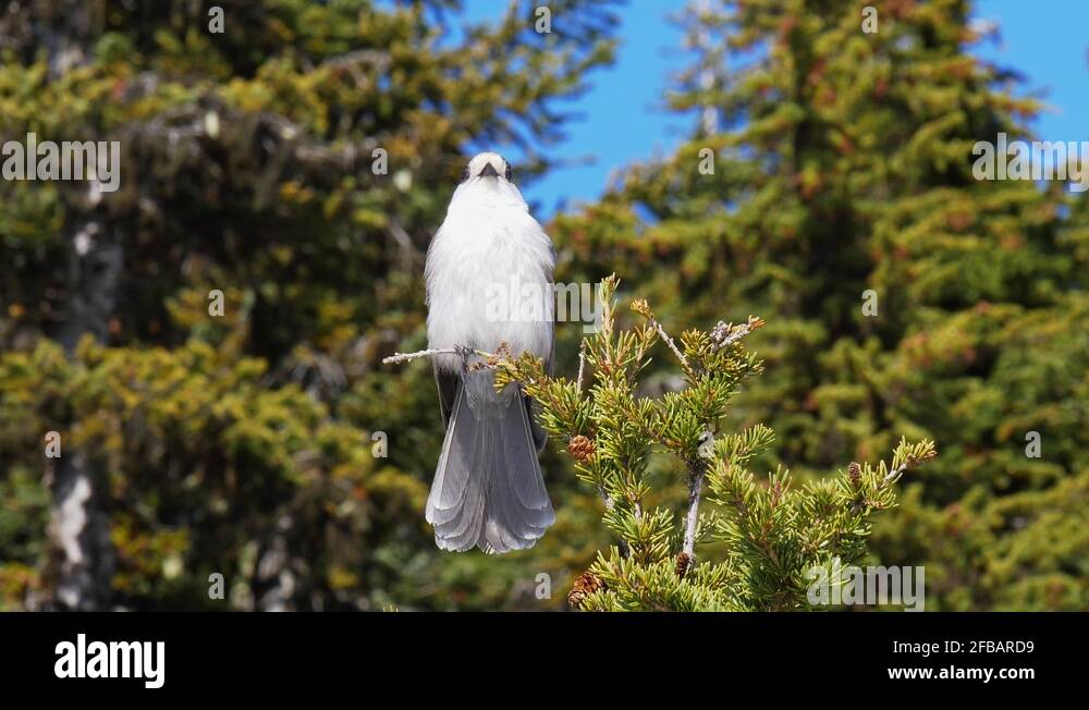 Jack green tree Stock Videos & Footage - HD and 4K Video Clips - Alamy