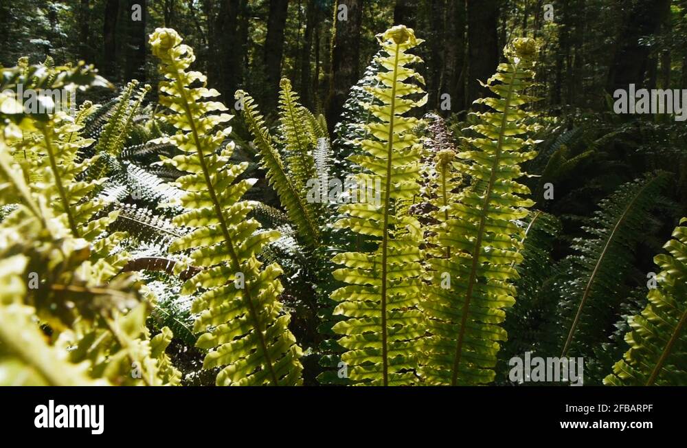 Ferns spiral Stock Videos & Footage - HD and 4K Video Clips - Alamy
