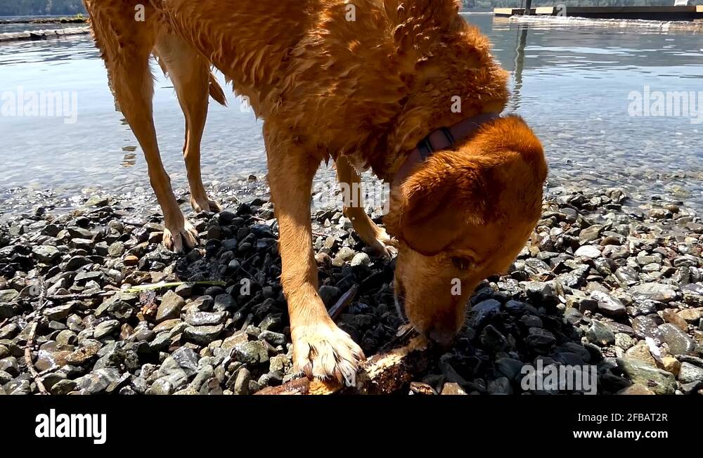 Dog eating stick at beautiful lake with blue skies Stock Video Footage ...