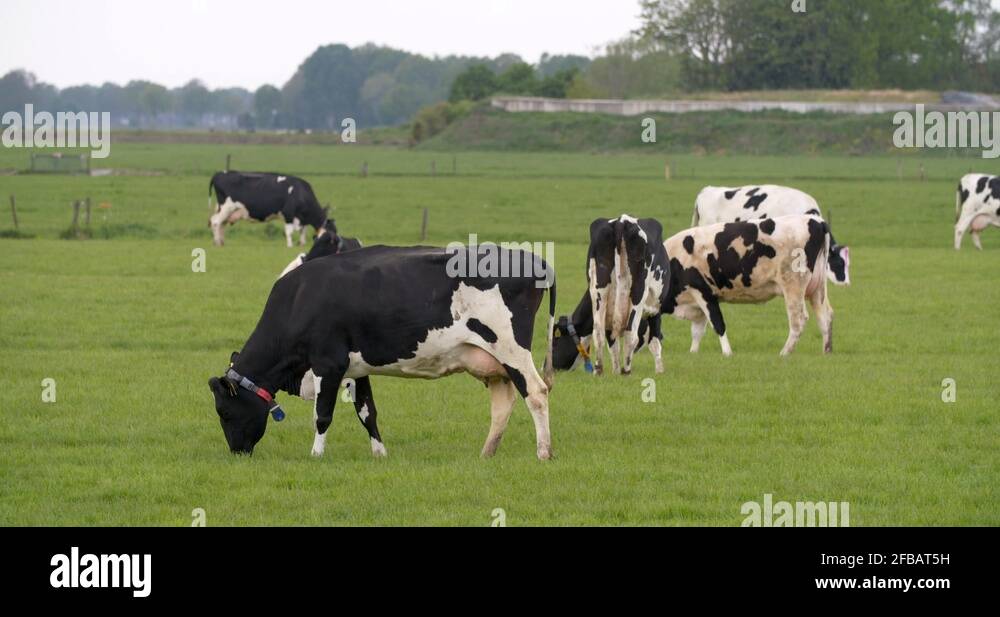 Friesian holstein Stock Videos & Footage - HD and 4K Video Clips - Alamy