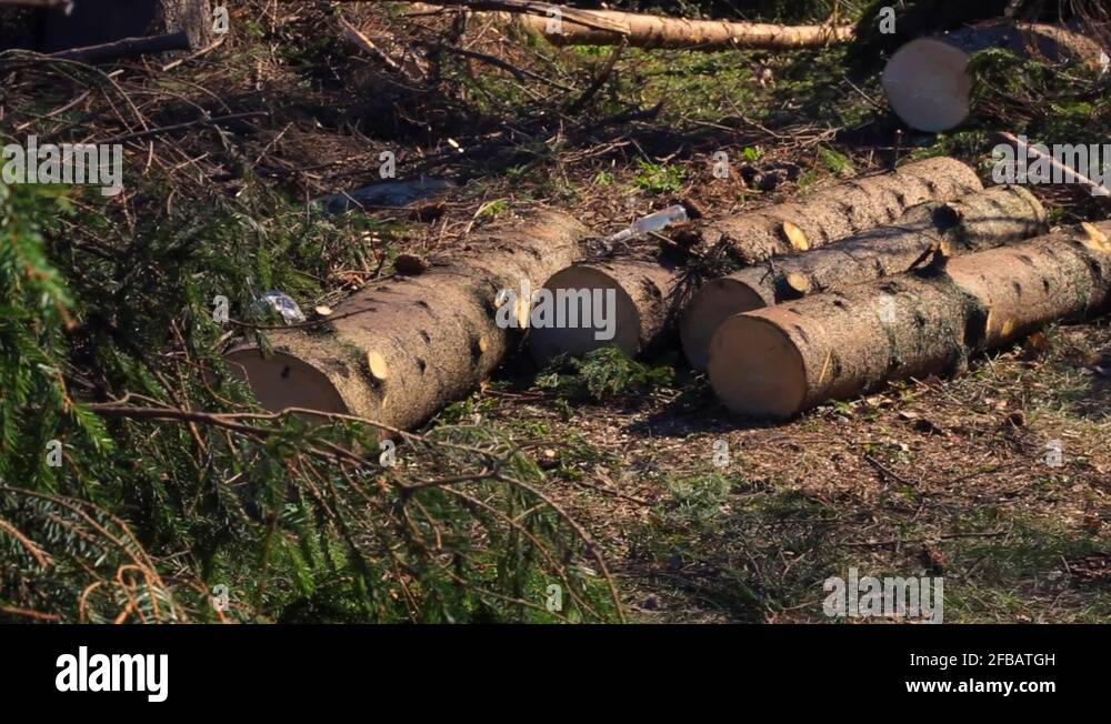 Deforestation and hunting Stock Videos & Footage - HD and 4K Video ...