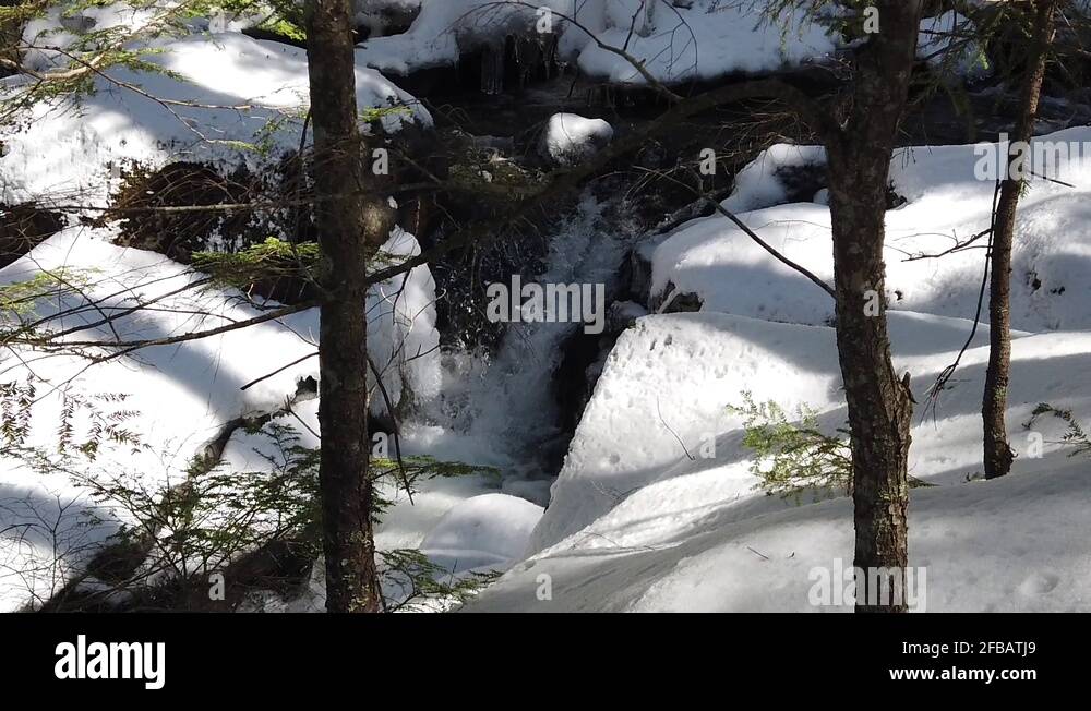 Evergreens and waterfall Stock Videos & Footage - HD and 4K Video Clips ...