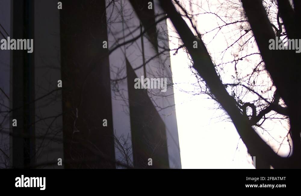 Tree building contrast Stock Videos & Footage - HD and 4K Video Clips ...