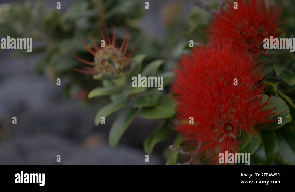 Ohia tree Stock Videos & Footage - HD and 4K Video Clips - Alamy