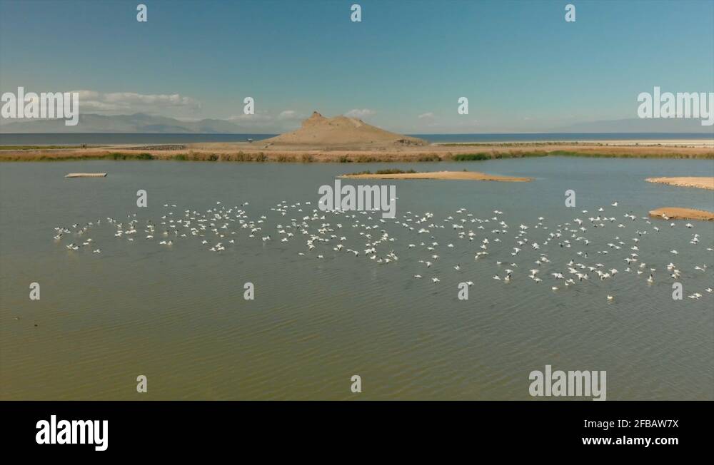 Winged phantom Stock Videos & Footage - HD and 4K Video Clips - Alamy