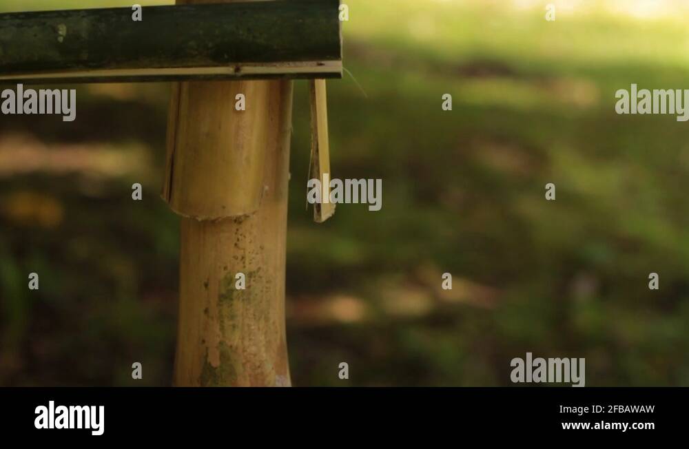 Bamboo gutter Stock Videos & Footage - HD and 4K Video Clips - Alamy