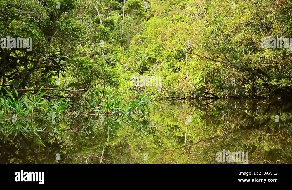 Yasuni ecuador national park Stock Videos & Footage - HD and 4K Video ...