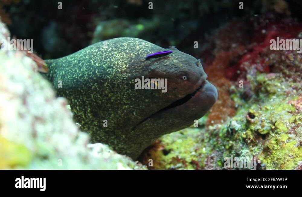 Marine eel Stock Videos & Footage - HD and 4K Video Clips - Alamy