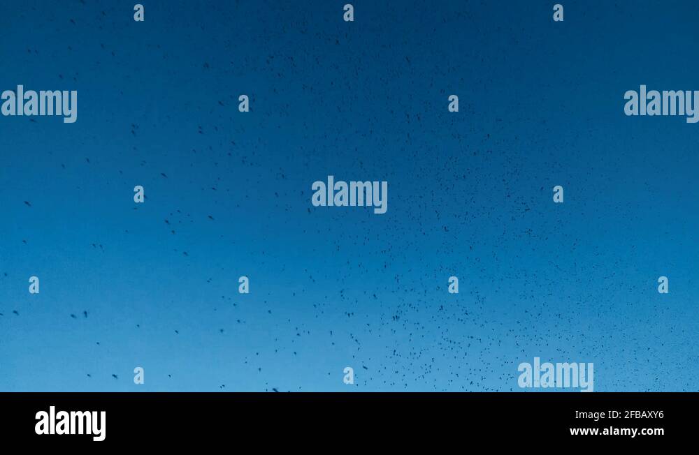 Insects pattern Stock Videos & Footage - HD and 4K Video Clips - Alamy