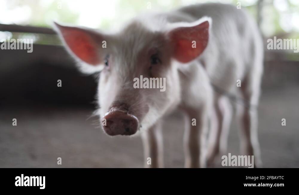 Innocent farm animal Stock Videos & Footage - HD and 4K Video Clips - Alamy