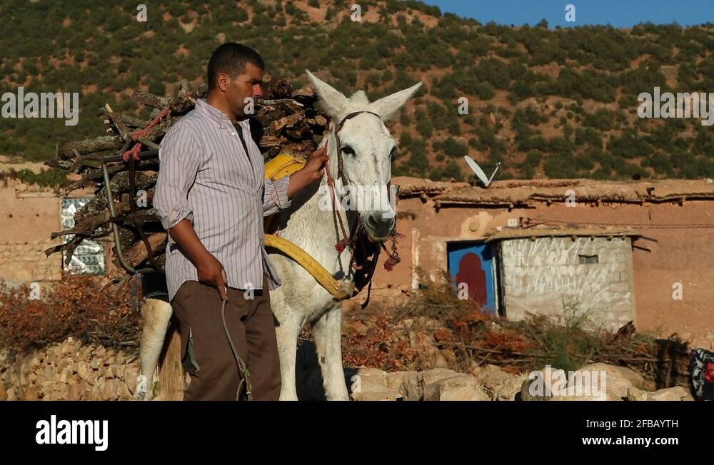 Mule portrait Stock Videos & Footage - HD and 4K Video Clips - Alamy