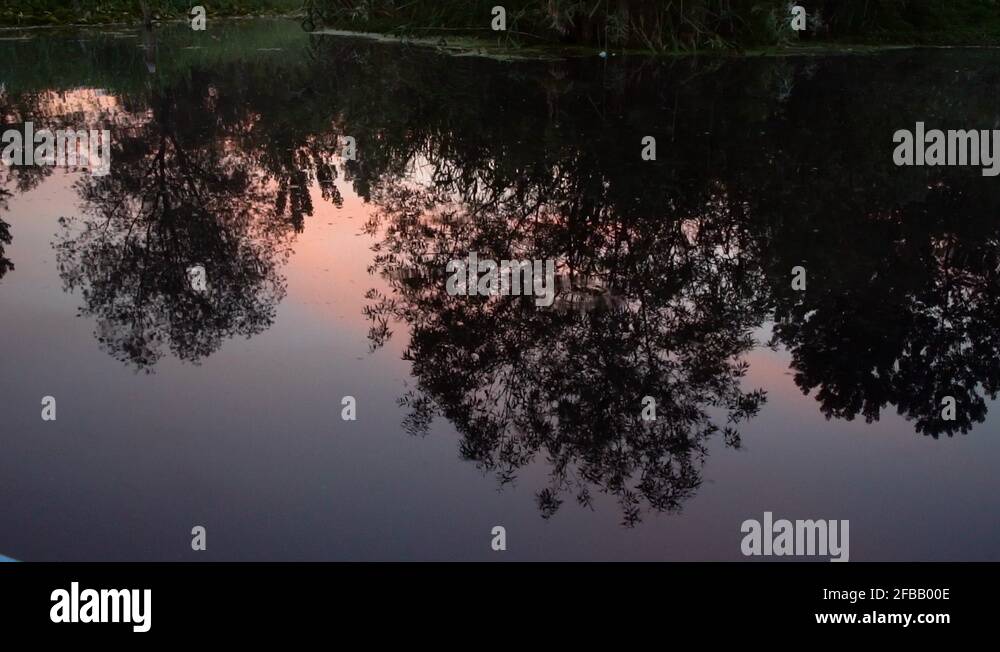 Green hyacinth weed Stock Videos & Footage - HD and 4K Video Clips - Alamy