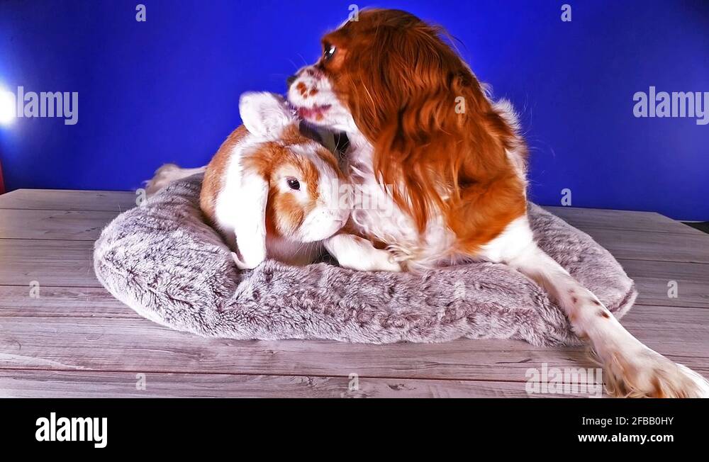 Dog lop bunny rabbit Stock Videos & Footage - HD and 4K Video Clips - Alamy
