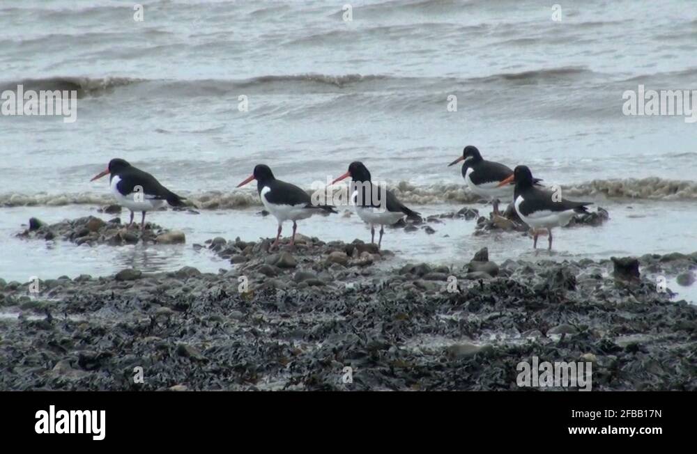Wading birds Stock Videos & Footage - HD and 4K Video Clips - Alamy