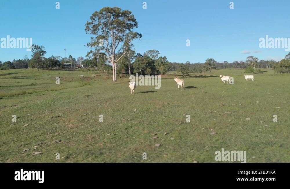 Queensland australia cattle Stock Videos & Footage - HD and 4K Video ...