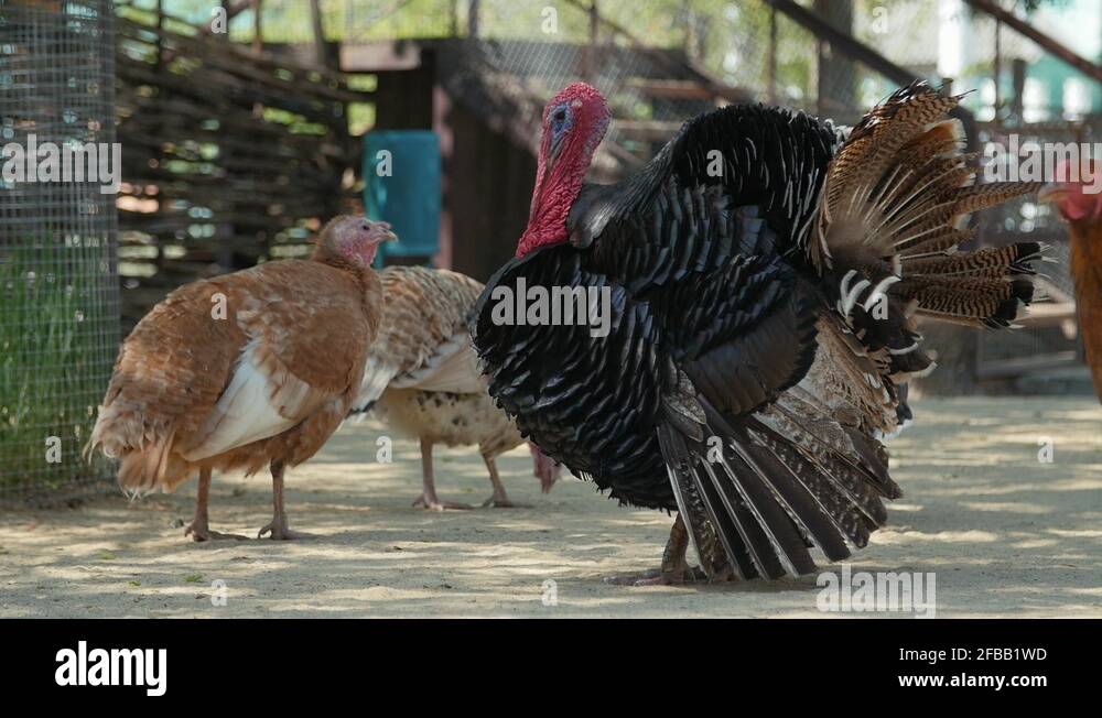 Big turkey Stock Videos & Footage - HD and 4K Video Clips - Alamy