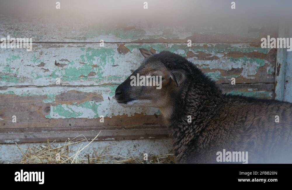 Tired sheep Stock Videos & Footage - HD and 4K Video Clips - Alamy