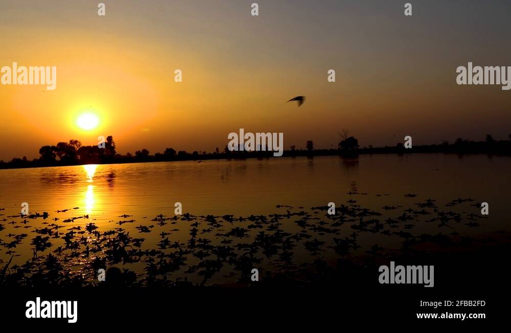 Lake birds Stock Videos & Footage - HD and 4K Video Clips - Alamy