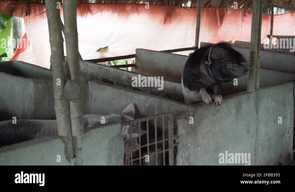 Hunger for the wild Stock Videos & Footage - HD and 4K Video Clips - Alamy