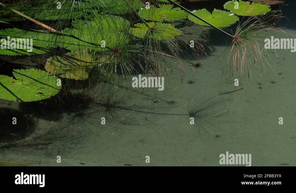 Casting ponds Stock Videos & Footage - HD and 4K Video Clips - Alamy