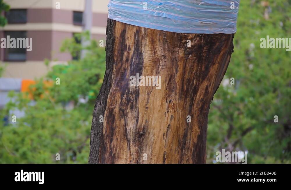 Bug band Stock Videos & Footage - HD and 4K Video Clips - Alamy