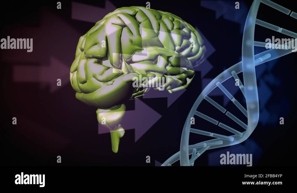 Human brain and DNA helix Stock Video Footage - Alamy