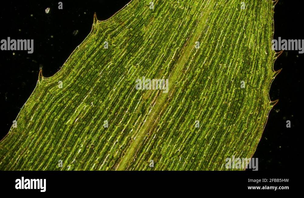 movement of chloroplasts chlorophyll in leaf cells of elodea under ...
