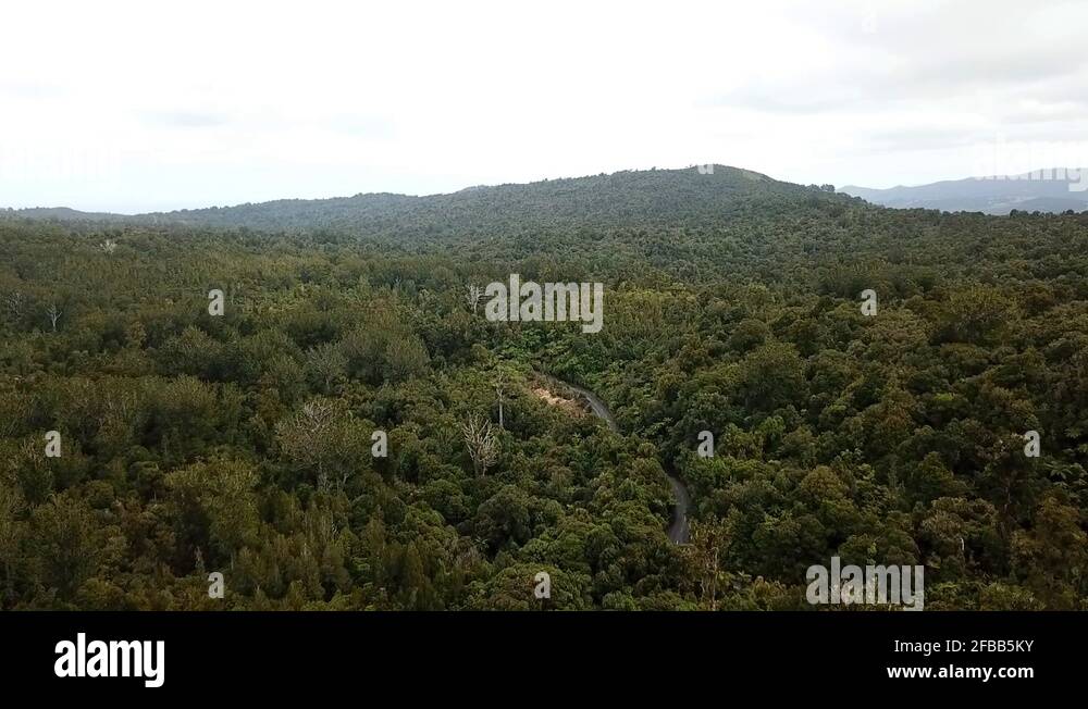 New zealand forest Stock Videos & Footage - HD and 4K Video Clips - Alamy