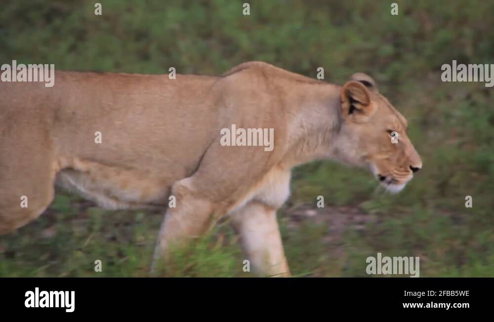 Lion jeep africa Stock Videos & Footage - HD and 4K Video Clips - Alamy