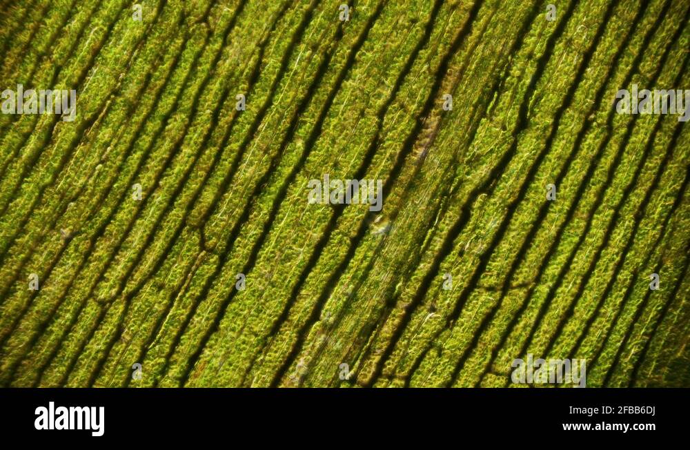 movement of chloroplasts chlorophyll in leaf cells of elodea under ...