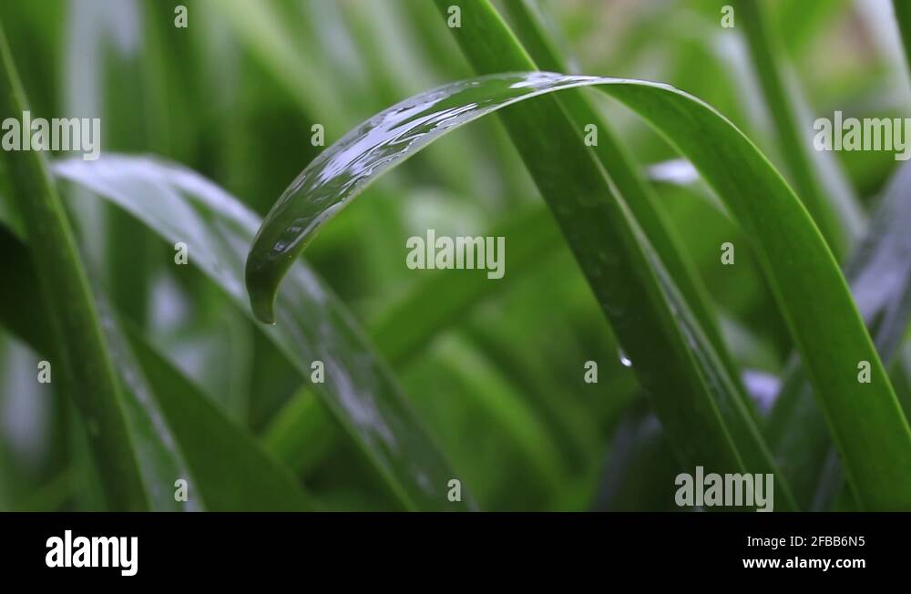 Water splashing on the tree Stock Videos & Footage - HD and 4K Video ...