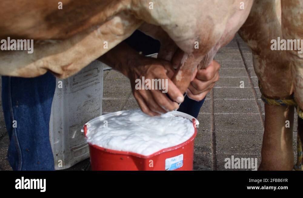 Cow being milked Stock Videos & Footage - HD and 4K Video Clips - Alamy