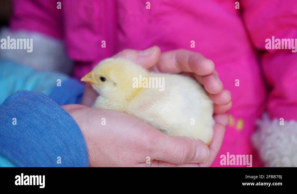 Chicken fledgling Stock Videos & Footage - HD and 4K Video Clips - Alamy