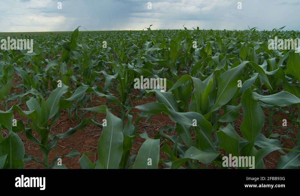 Brazilian agriculture Stock Videos & Footage - HD and 4K Video Clips ...