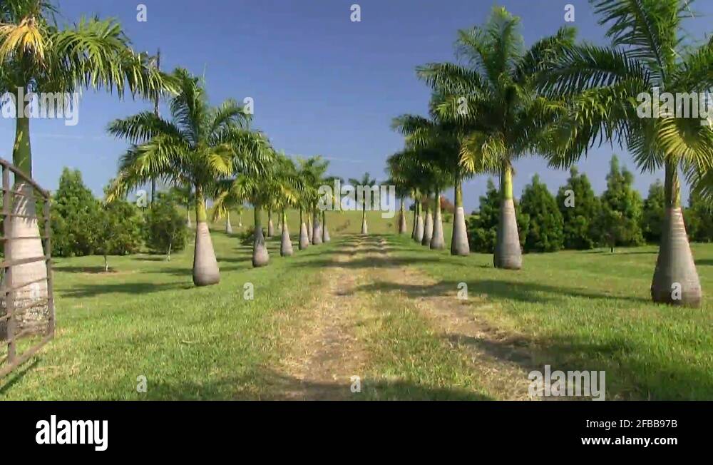 Line palm trees Stock Videos & Footage - HD and 4K Video Clips - Alamy