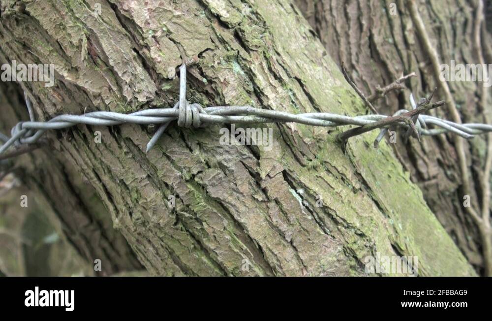 Barbed wire around tree Stock Videos & Footage - HD and 4K Video Clips ...