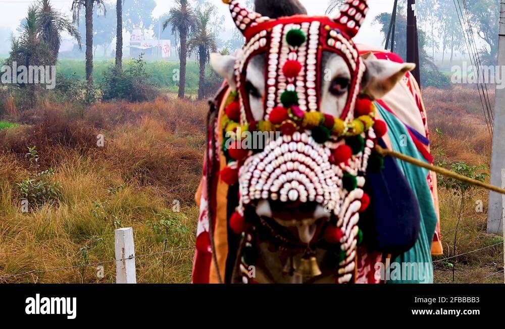Nandi bull india Stock Videos & Footage - HD and 4K Video Clips - Alamy