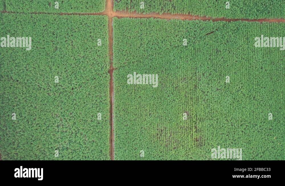Birds eye view following a dirt track through a large sugarcane field ...