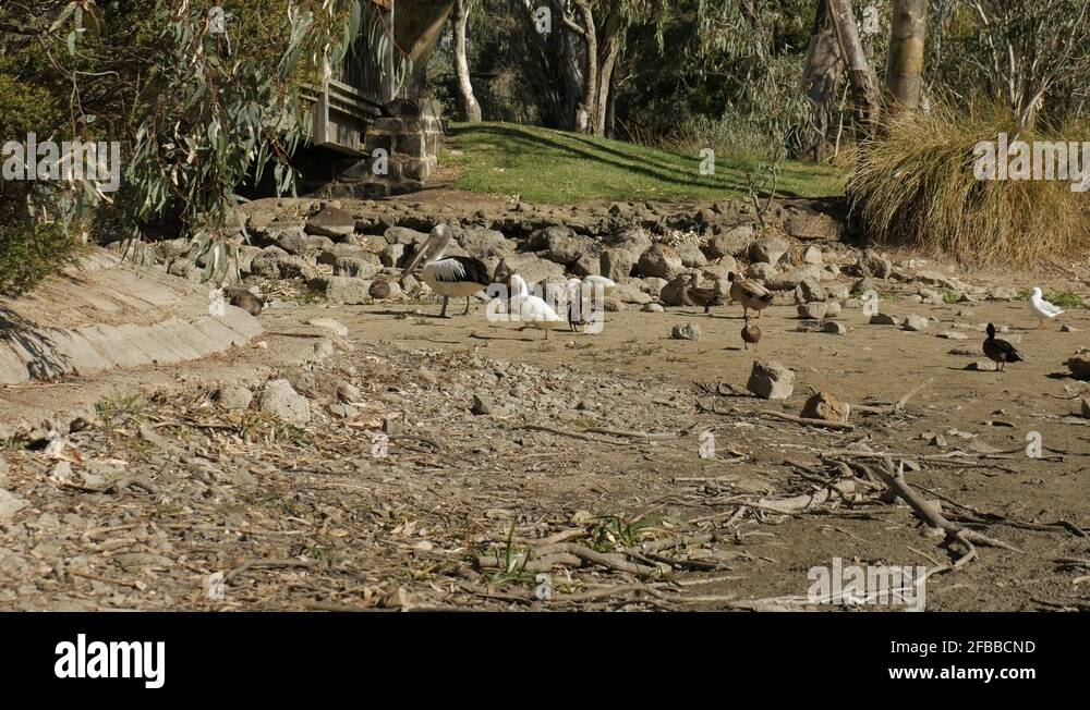Australian native waterbird Stock Videos & Footage - HD and 4K Video ...