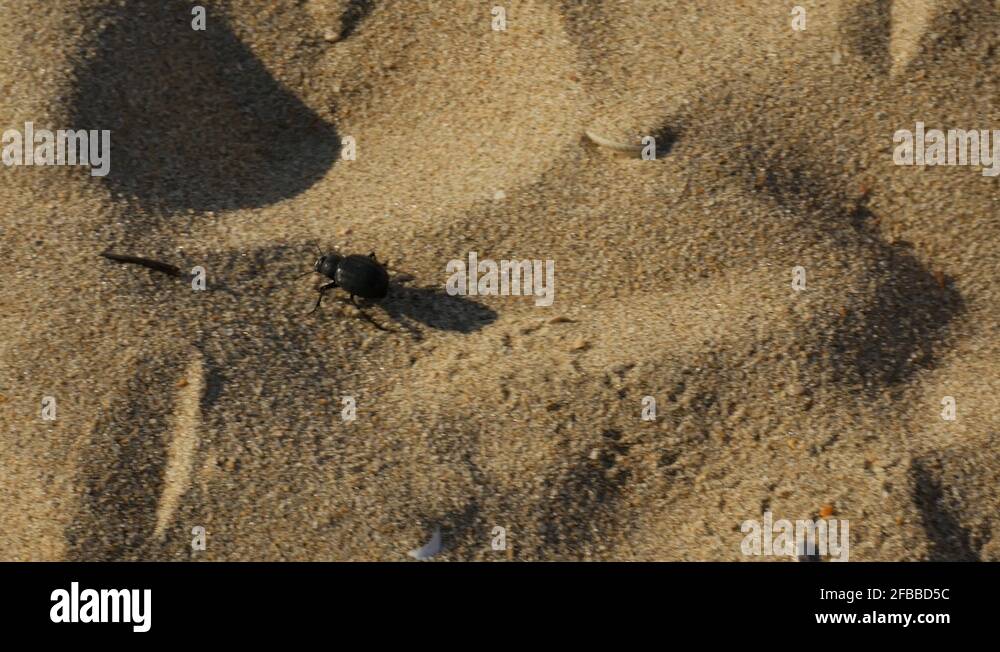 Insect footprints Stock Videos & Footage - HD and 4K Video Clips - Alamy