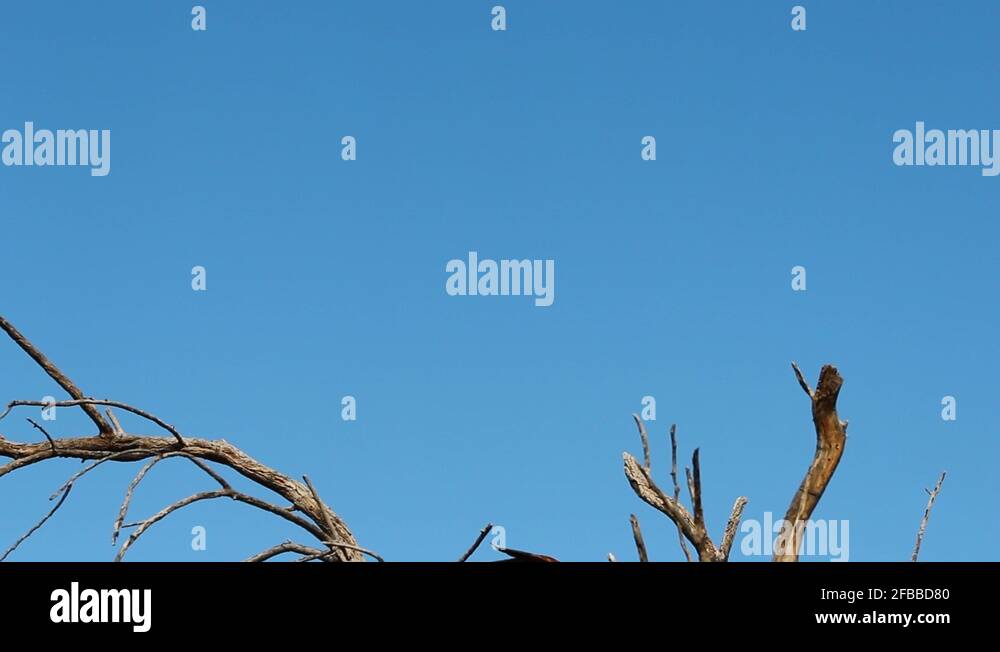 Harris hawk and talons Stock Videos & Footage - HD and 4K Video Clips ...