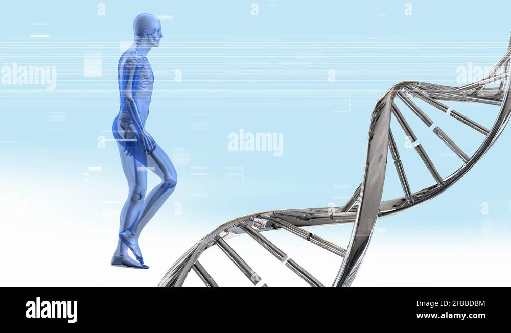 DNA double helix and human anatomy Stock Video Footage - Alamy